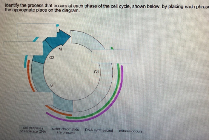 Solved Identify the process that occurs at each phase of the | Chegg.com