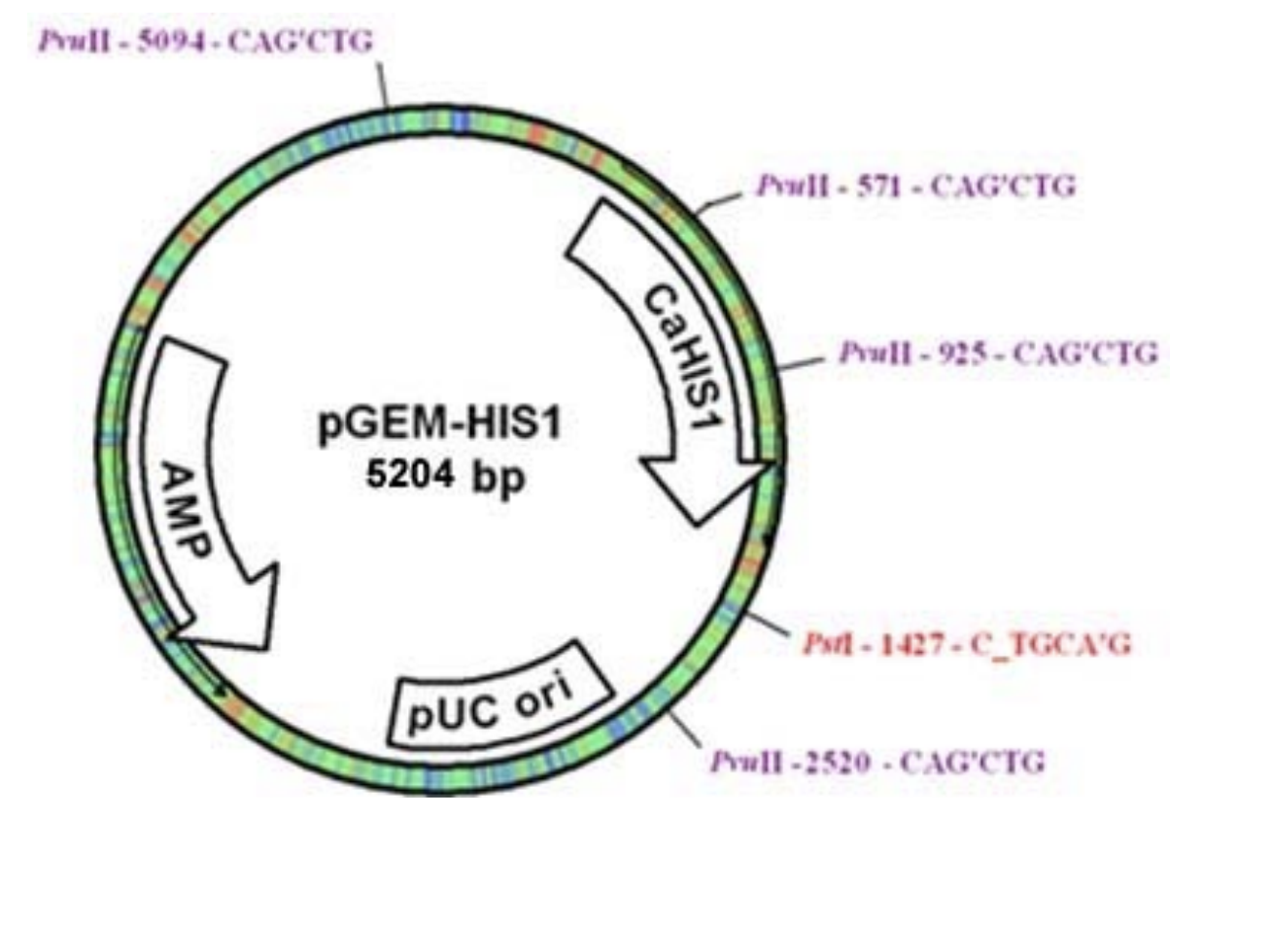 Solved 1. Using the map of pGEMͲHIS1 on page 7, predict the | Chegg.com