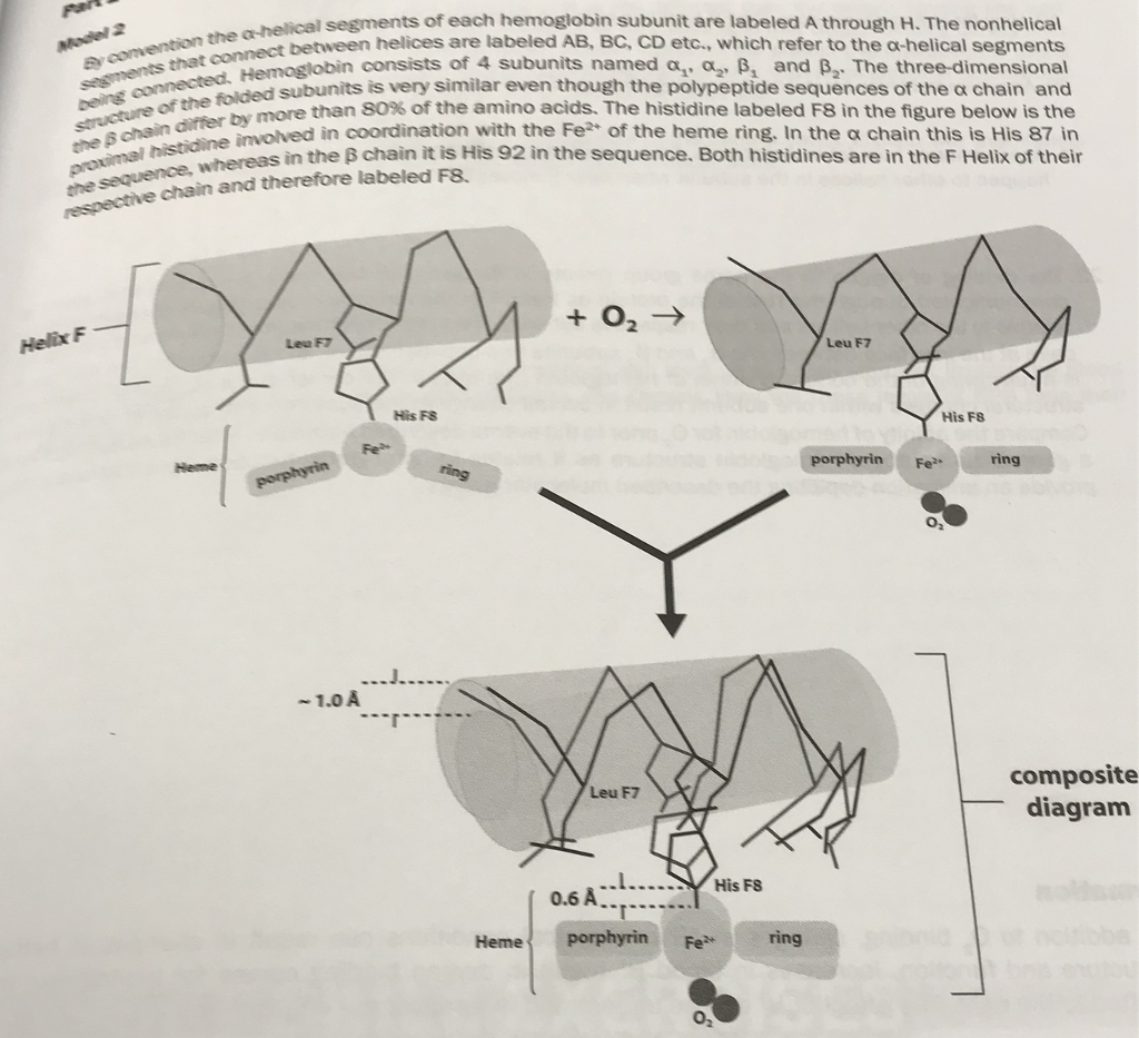 Solved helical segments of each hemoglobin subunit are | Chegg.com