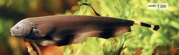 LOAD AND DEFLECTION ANALYSIS OF FIN | Chegg.com