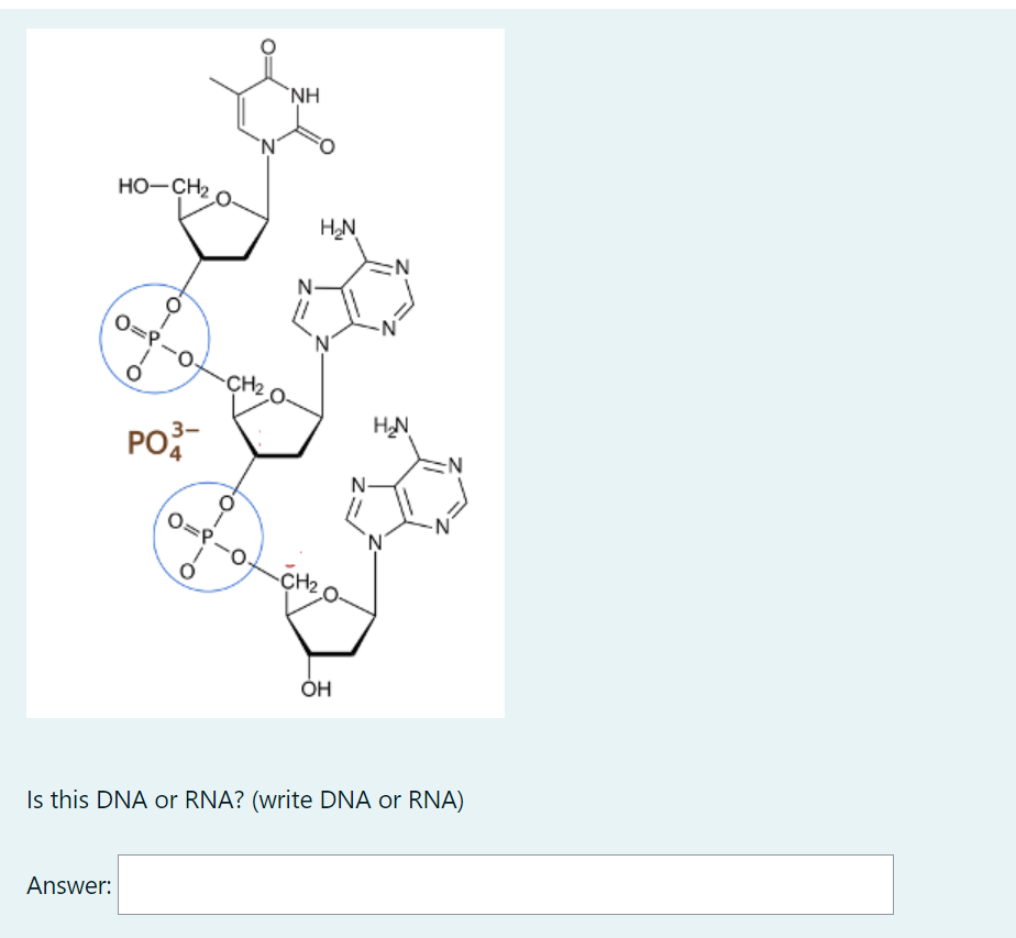 Solved Write the single nucleotide sequence of this molecule | Chegg.com