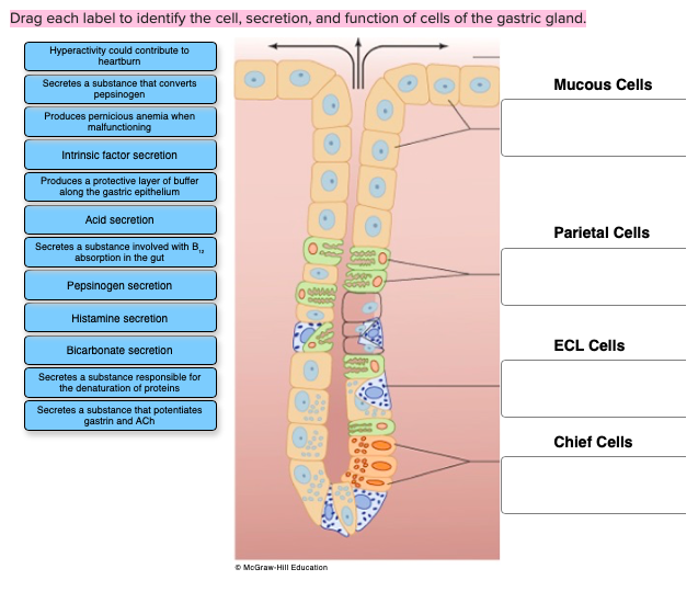 Solved: Drag Each Label To Identify The Cell, Secretion, A... | Chegg.com