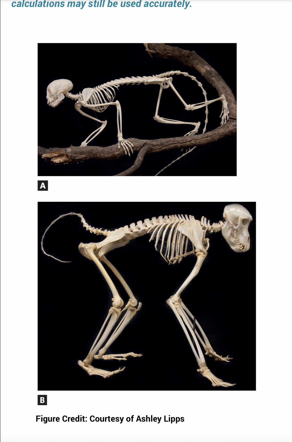 Solved EXERCISE 5 LOCOMOTION AND LOCOMOTOR ADAPTATIONS 1 | Chegg.com