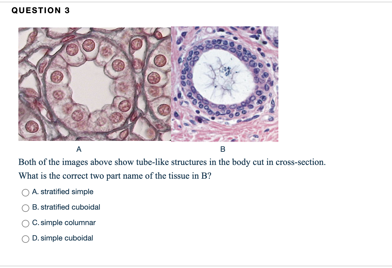 Solved QUESTION 1 Matching. Match the tissue type to its | Chegg.com