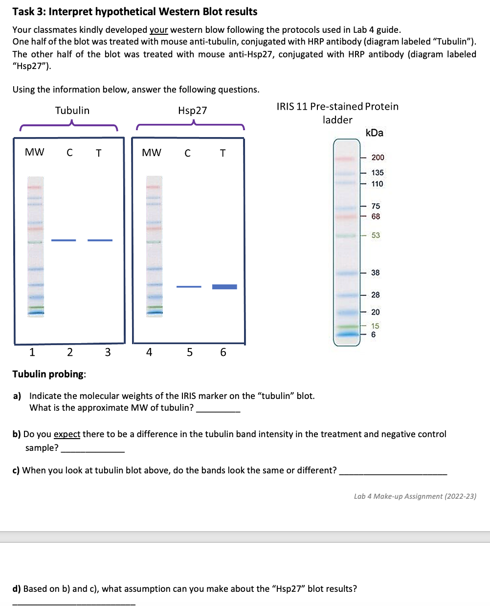 Solved Task 3: Interpret hypothetical Western Blot results | Chegg.com
