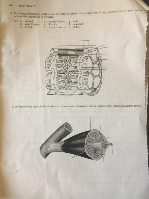 Solved 180 Review Sheet 11 5. The diagram illustrates a | Chegg.com