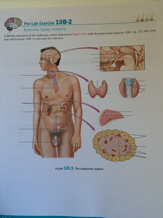 Solved Section Date Name PRE-LAB EXERCISES Complete the | Chegg.com