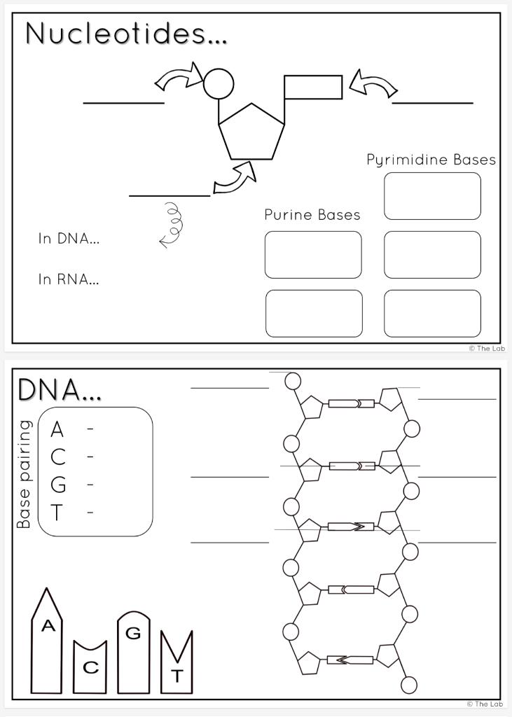 Solved Nucleotides... | Chegg.com