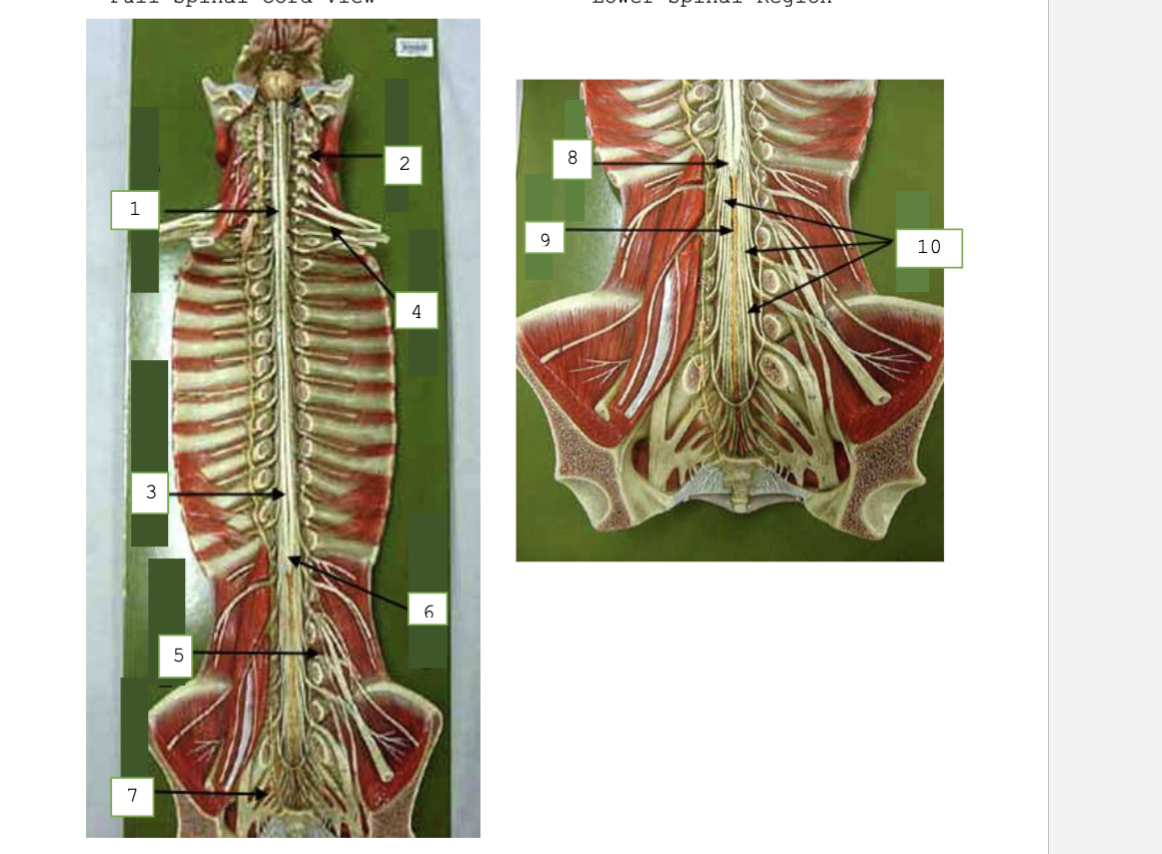 Solved Label the structure above | Chegg.com