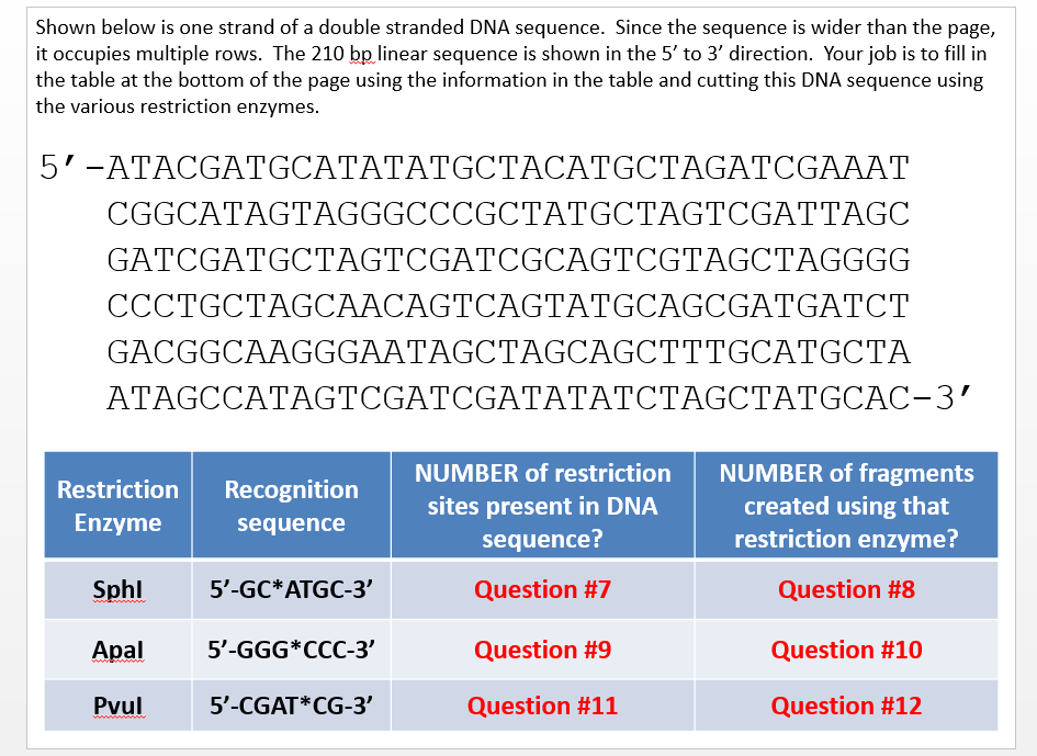Solved Below is a restriction map of a LINEAR DNA segment | Chegg.com