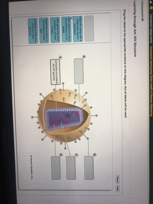 Solved Drag the labels to the of the HIV RNA | Chegg.com