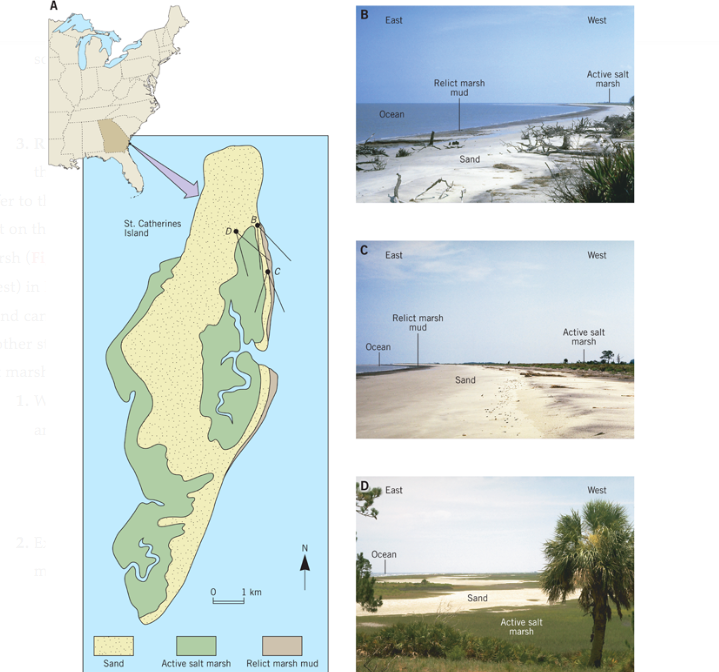B East West Relict marsh mud Active salt marsh Ocean | Chegg.com