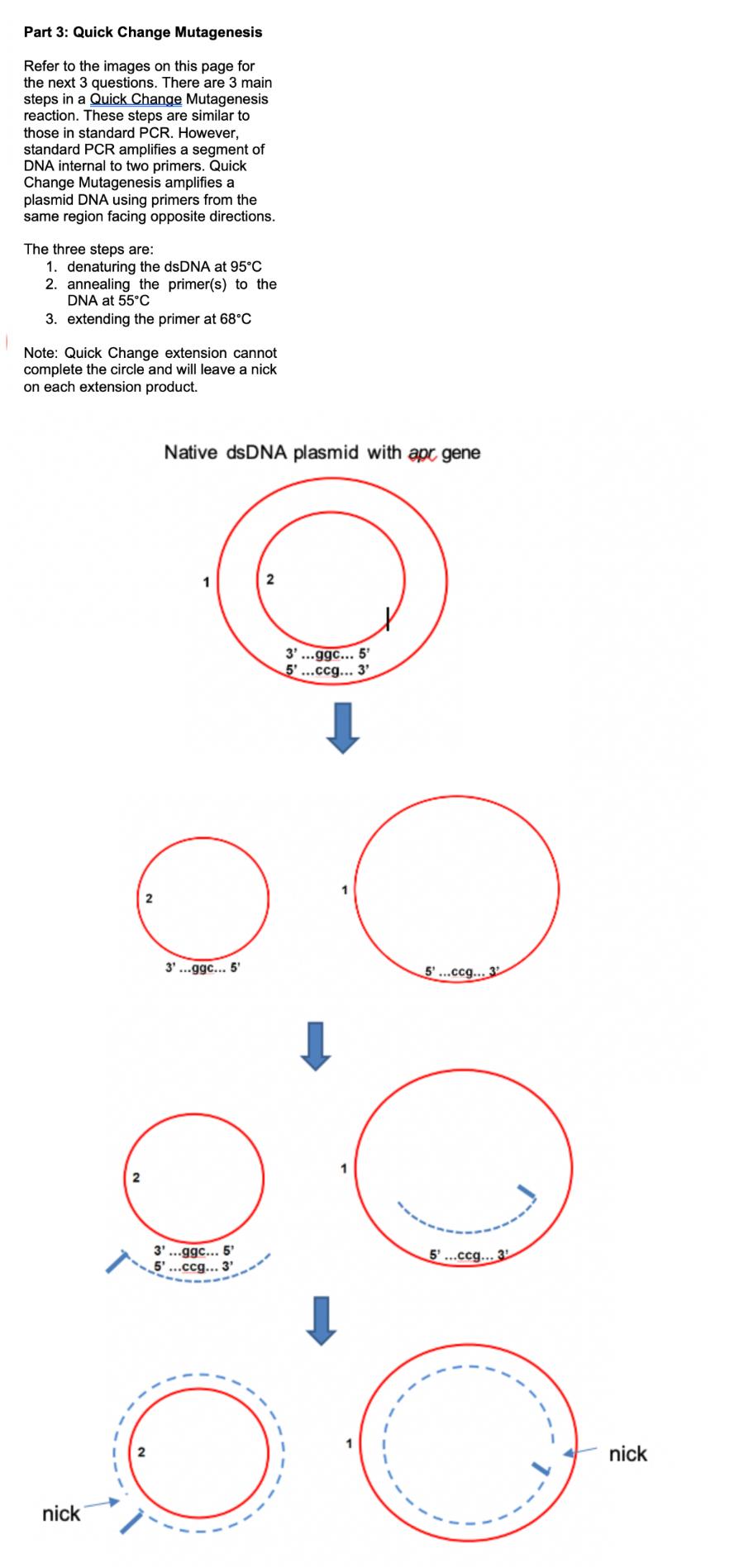 Solved Part 3: Quick Change Mutagenesis Refer to the images | Chegg.com