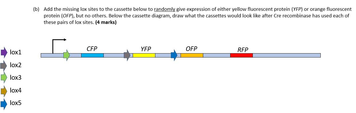 Solved The Brainbow method makes use of green fluorescent | Chegg.com