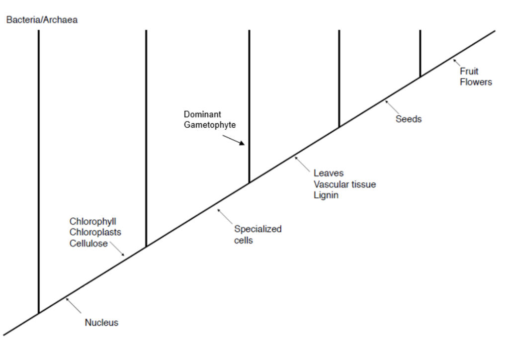 Solved Can you please fill out the Cladogram with the | Chegg.com