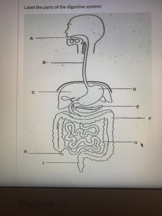 Solved Label the parts of the digestive system: R- E F | Chegg.com