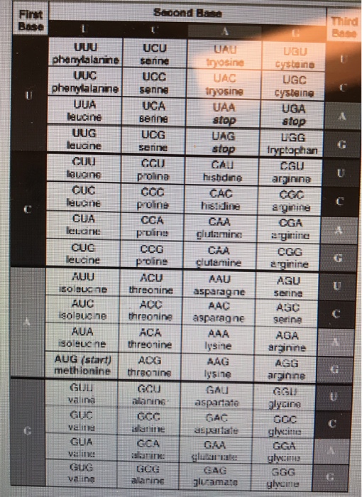 Solved Using the following coding DNA sequence: TAC GCA CCT | Chegg.com