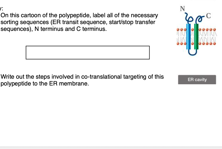 Solved N /: On this cartoon of the polypeptide, label all of | Chegg.com