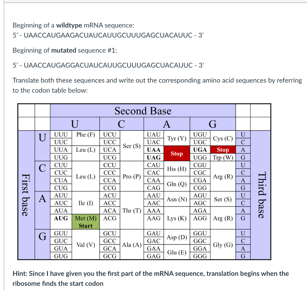 Solved Beginning of a wildtype mRNA sequence: 5' - | Chegg.com