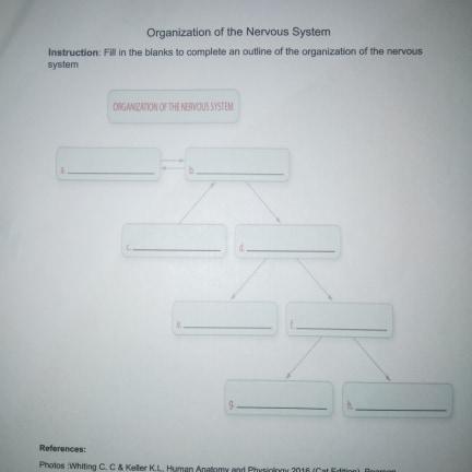 Solved Fill the blanks to complete an outline of the | Chegg.com