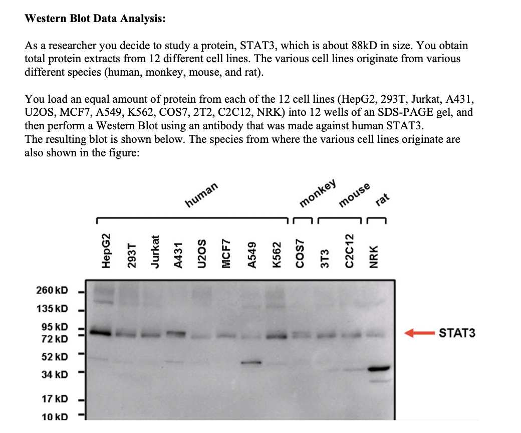 Solved Western Blot Data Analysis: As a researcher you | Chegg.com