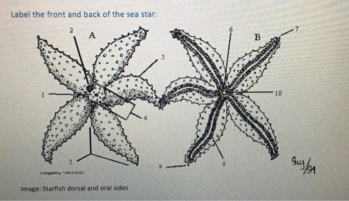 41 starfish labelled diagram