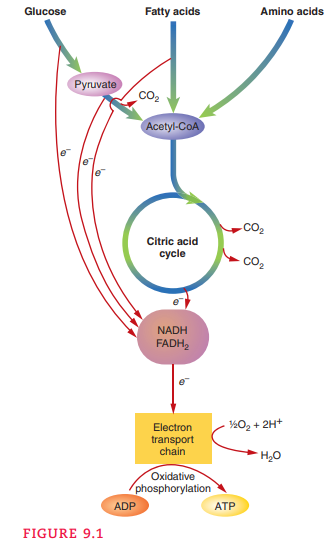 Solved Describe two other substrates for cellular | Chegg.com