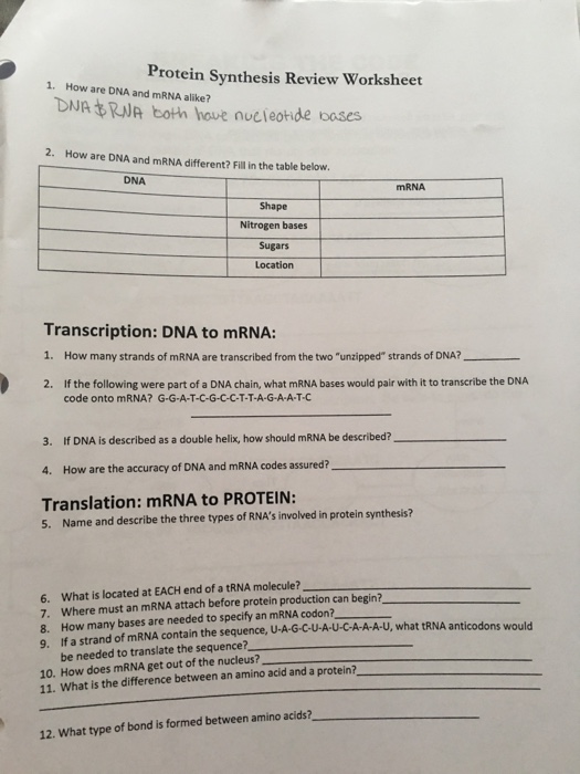 Solved Protein Synthesis Review Worksheet 1. How are DNA and | Chegg.com