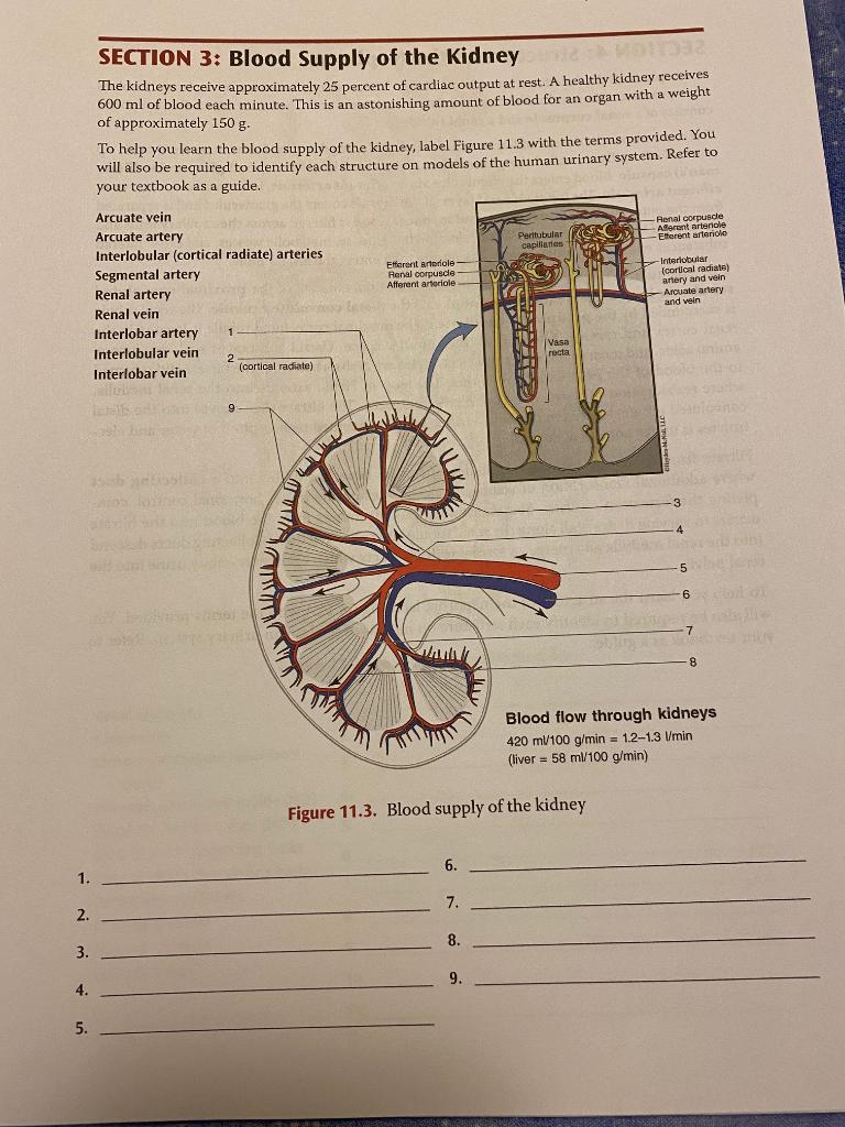 Solved SECTION 1: Overview of the Urinary System A. To help | Chegg.com