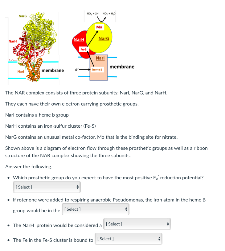 Solved NO, + 2H NO, H,0 NarG Мо NarH NarH NarG fees, Narl | Chegg.com