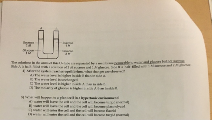 Solved A. Sucrose 2 M -Sucrose 1 M Glucose 1 M Glucose 2 M | Chegg.com
