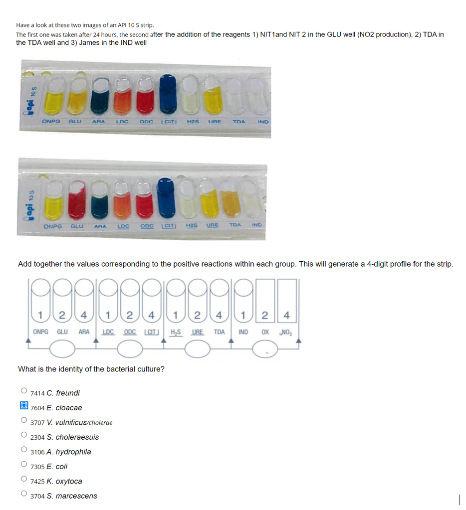Solved Have a look at these two images of an API 10 S strip. | Chegg.com