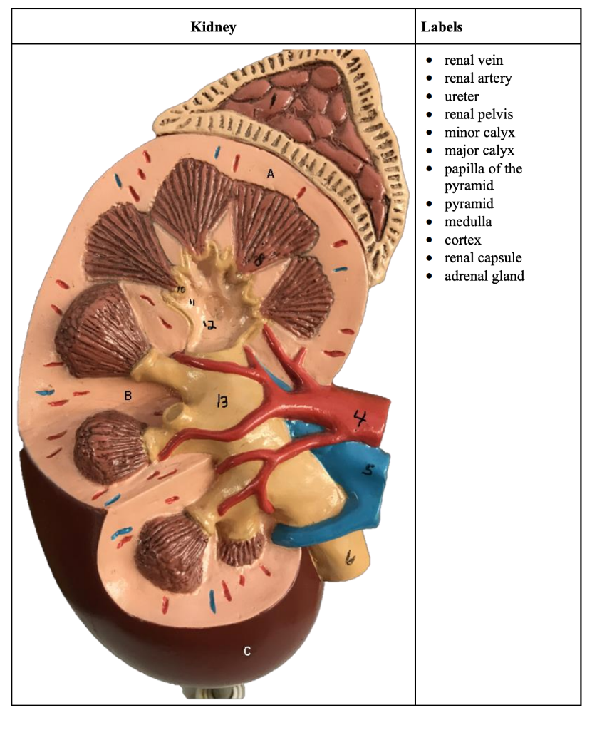 Solved Kidney Labels . . . • renal vein • renal artery | Chegg.com