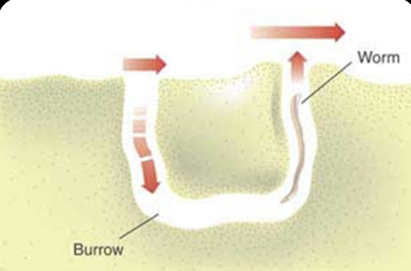 Solved Worm Burrow | Chegg.com