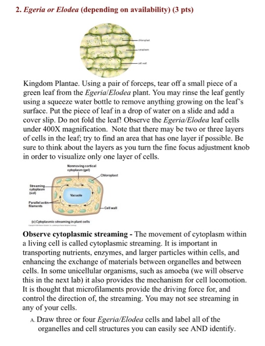 Solved 2. Egeria or Elodea (depending on availability) (3 | Chegg.com