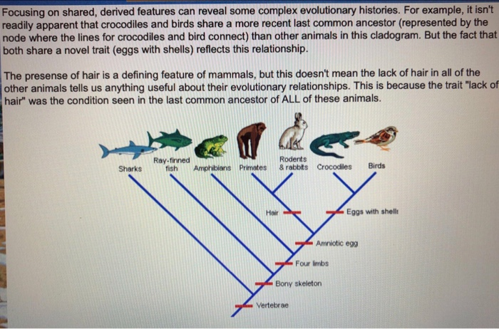 Solved Now consider this cladogram for the species discussed | Chegg.com