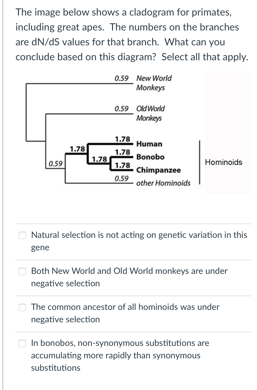 Solved The image below shows a cladogram for primates, | Chegg.com