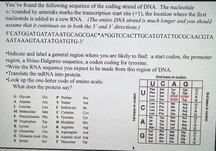 Solved You’ve found the following sequence of the coding | Chegg.com