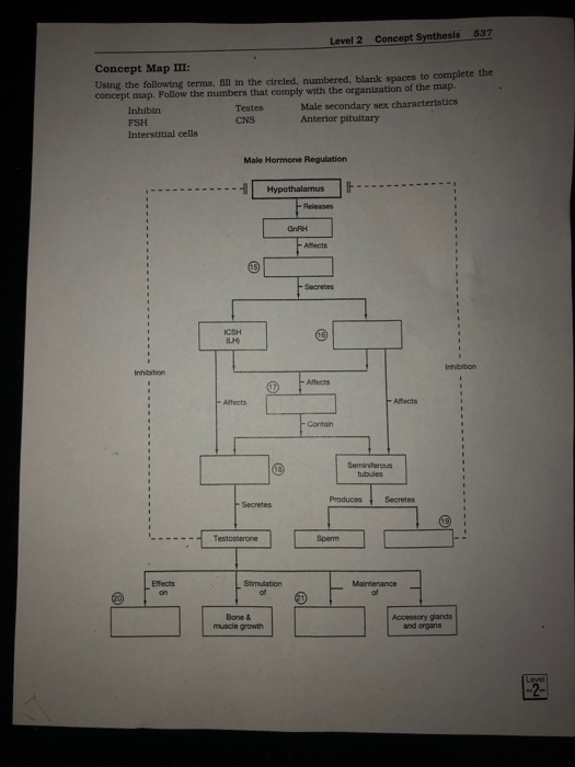 Solved Level 2 Concept Synthesis 537 Concept Map m Using the | Chegg.com
