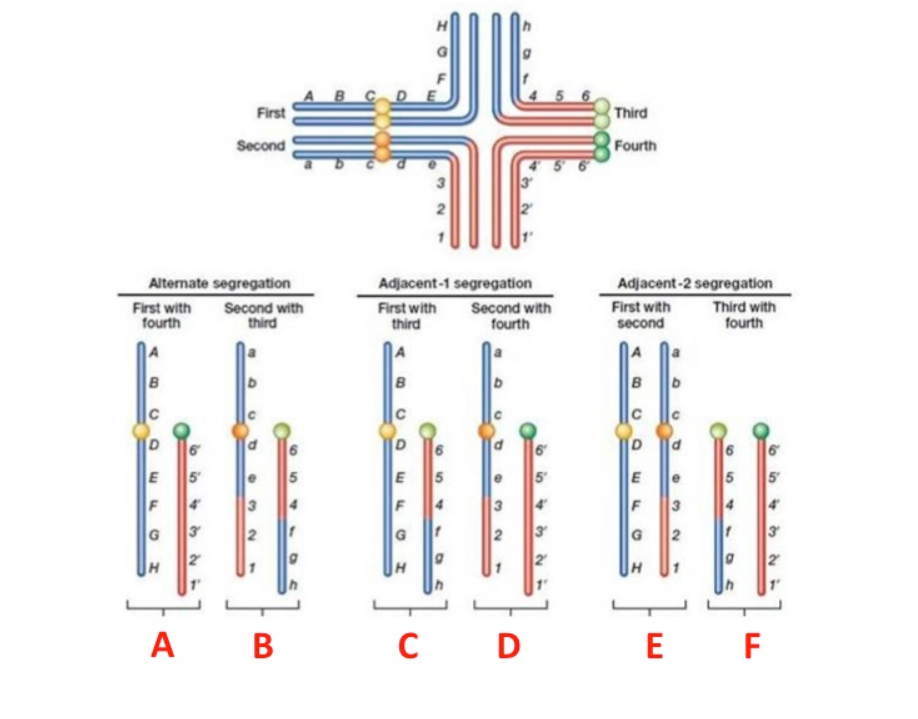 Solved When we have a non-Robertsonian translocation, four | Chegg.com