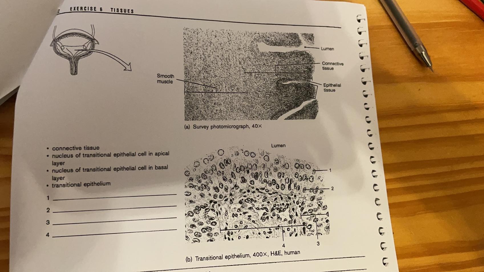 Solved Examine prepared microscope slides of the | Chegg.com