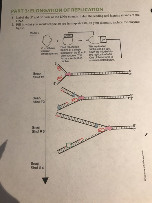 Solved PART 3: ELONGATION OF REPLICATION 1. Label the 5' and | Chegg.com