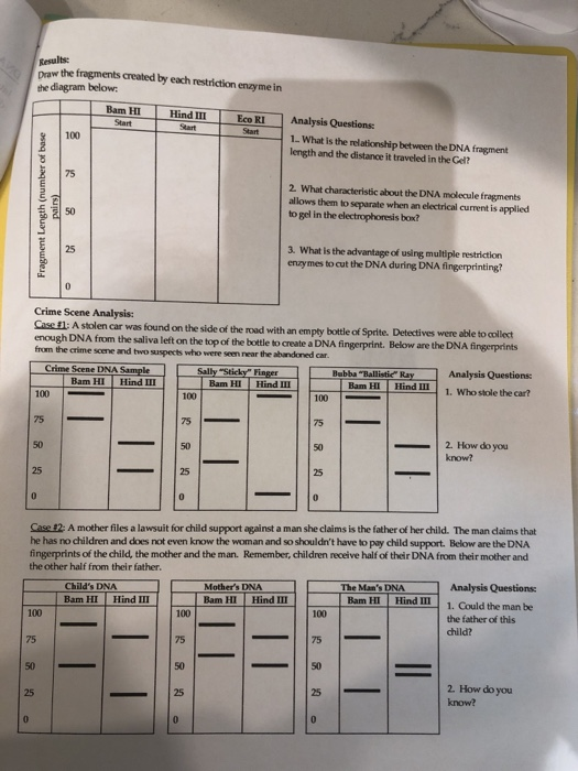 Solved DNA Fingerprinting Activity differences between | Chegg.com