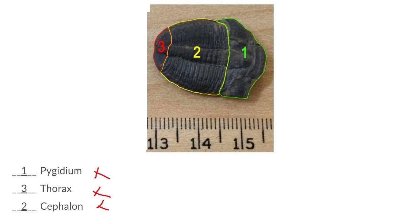 Solved Question 1) These fossils belong to what group of | Chegg.com