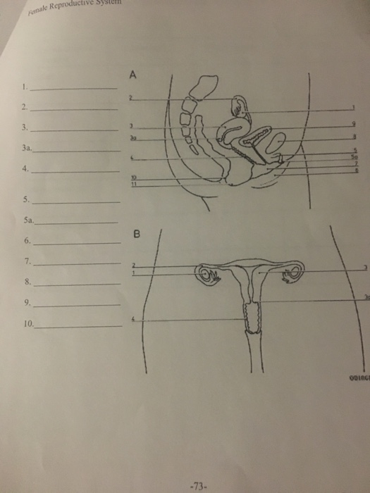 Solved Label the following structures: Male Reproductive | Chegg.com