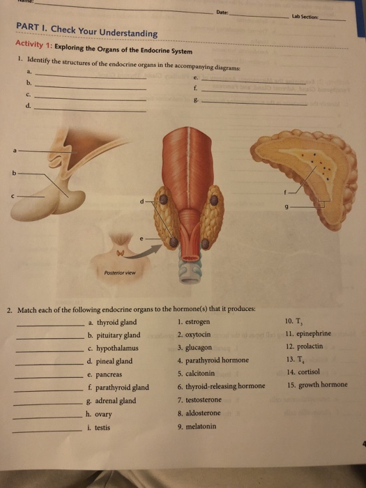 Solved Date: PART I. Check Your Understanding Activity 1: | Chegg.com