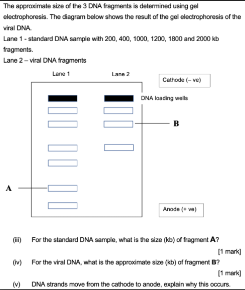 Solved The approximate size of the 3 DNA fragments is | Chegg.com
