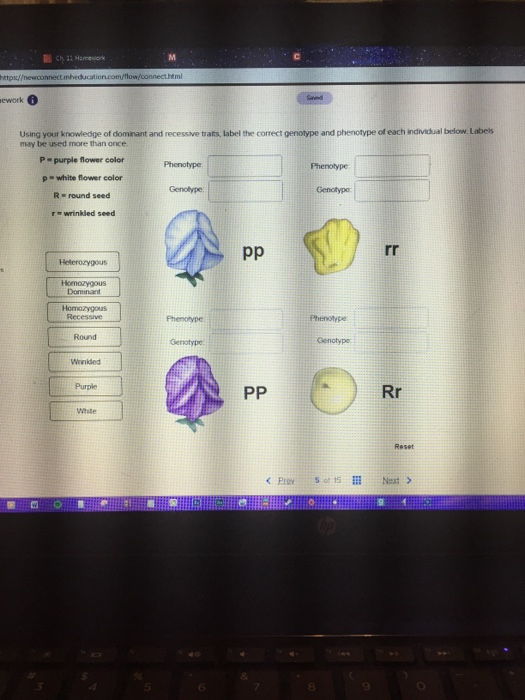 Solved ework Using your knowledge of dominant and recessive | Chegg.com