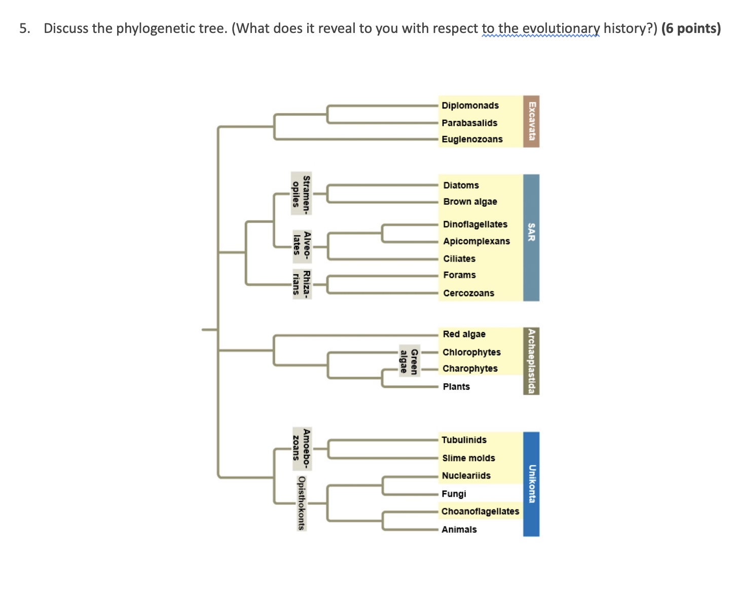 Solved 5. Discuss the phylogenetic tree. (What does it | Chegg.com