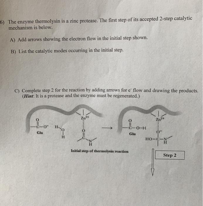 Solved The enzyme thermolysin is a zine protease. The first | Chegg.com